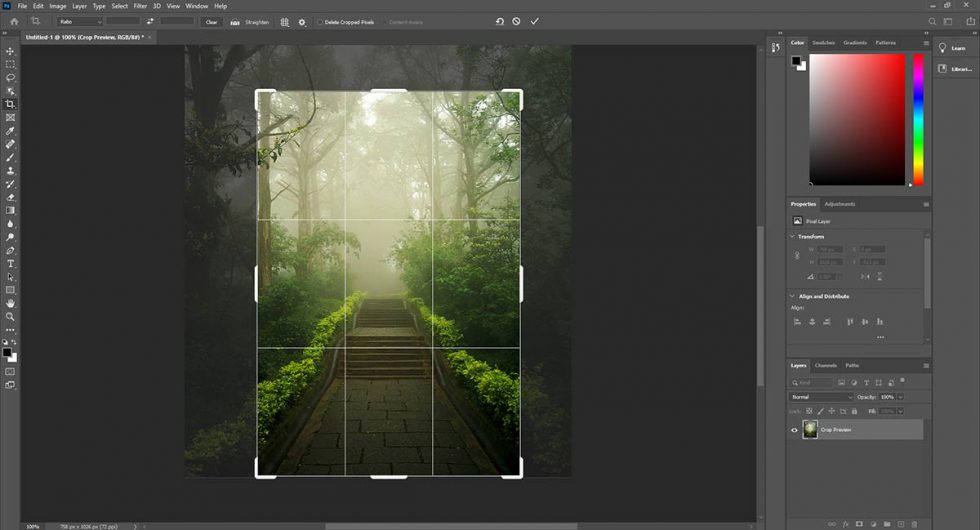 What is Cropping in Photography: Why You Should Crop a Photo